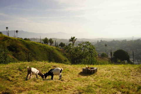 Urban Farm with goats, horses, mountain views, downtown skyline, city ...