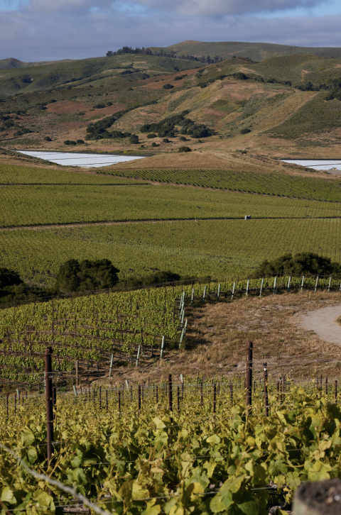 100-Acre Vineyard with Rustic Ranch Backdrops, Lompoc, CA | Event ...