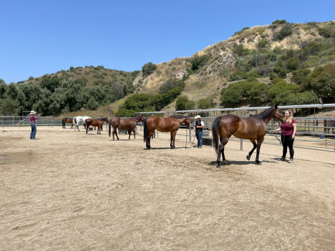 Horse Rescue Ranch minutes from DTLA with amazing views, Sun Valley, CA ...