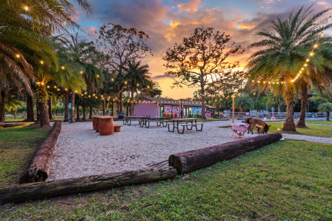 Palm Tree Farm with Alpacas and Llamas highlighted by a 100 year Banyon ...