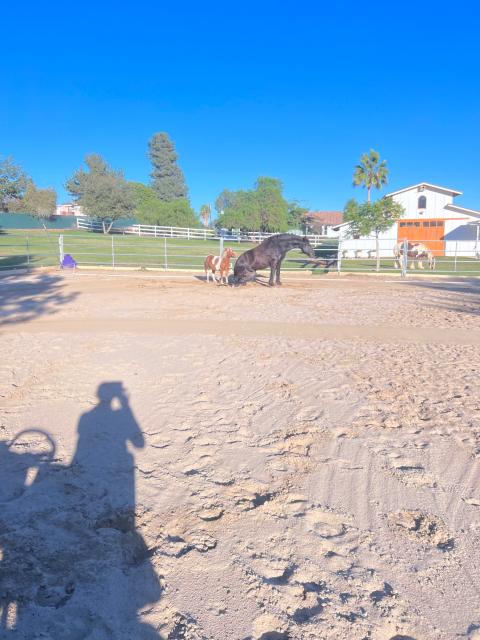 Mini Ranch on 3 acres with modern white barn and 3 horses, Fallbrook ...