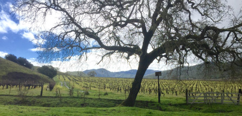Remote and Private Napa Valley Ranch on 600 Acres with Lodge and ...