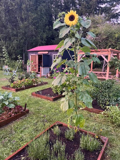 Wardwell Farm¥ | Forest to Farm and Garden Multi-Use Space, Bainbridge ...