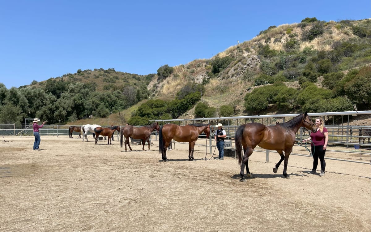 Horse Rescue Ranch minutes from DTLA with amazing views, Sun Valley, CA ...