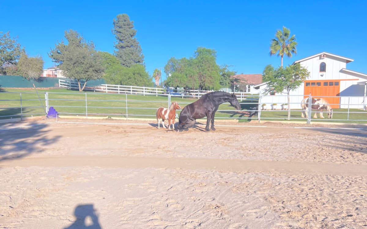 Mini Ranch on 3 acres with modern white barn and 3 horses, Fallbrook ...