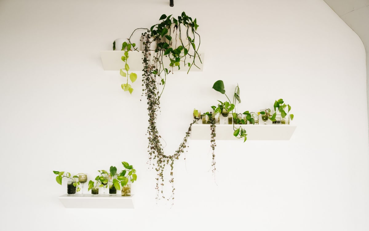 Modern Plant-filled Brightly Lit Photo Studio, Milwaukee, WI ...
