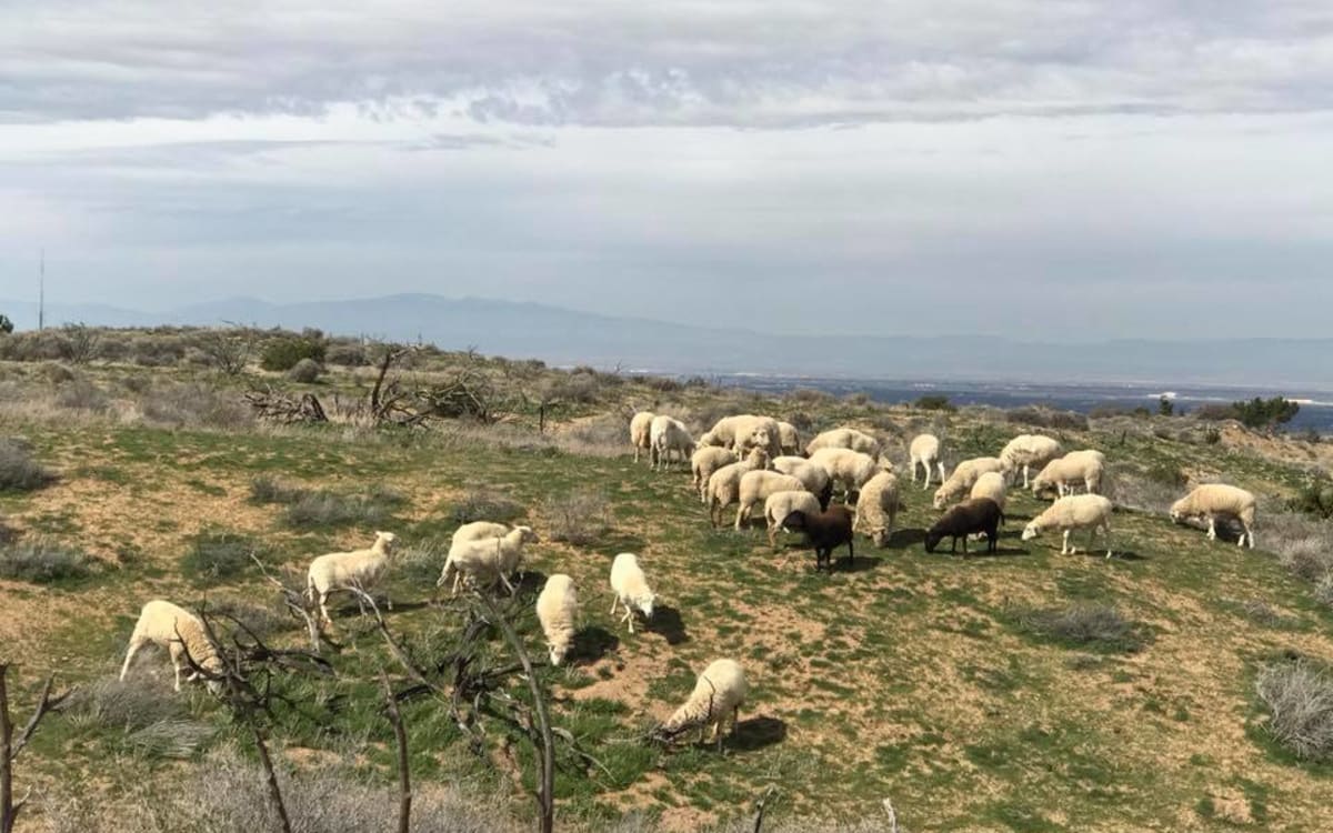 Small Sheep Ranch in the High Desert, Palmdale, CA | Production | Peerspace