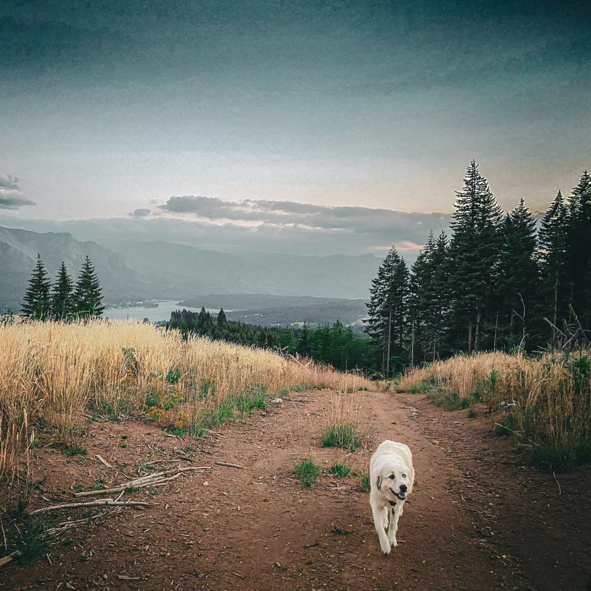 A Secluded 40-Acre Forest Retreat Near Stevenson, WA – Lush Trails ...