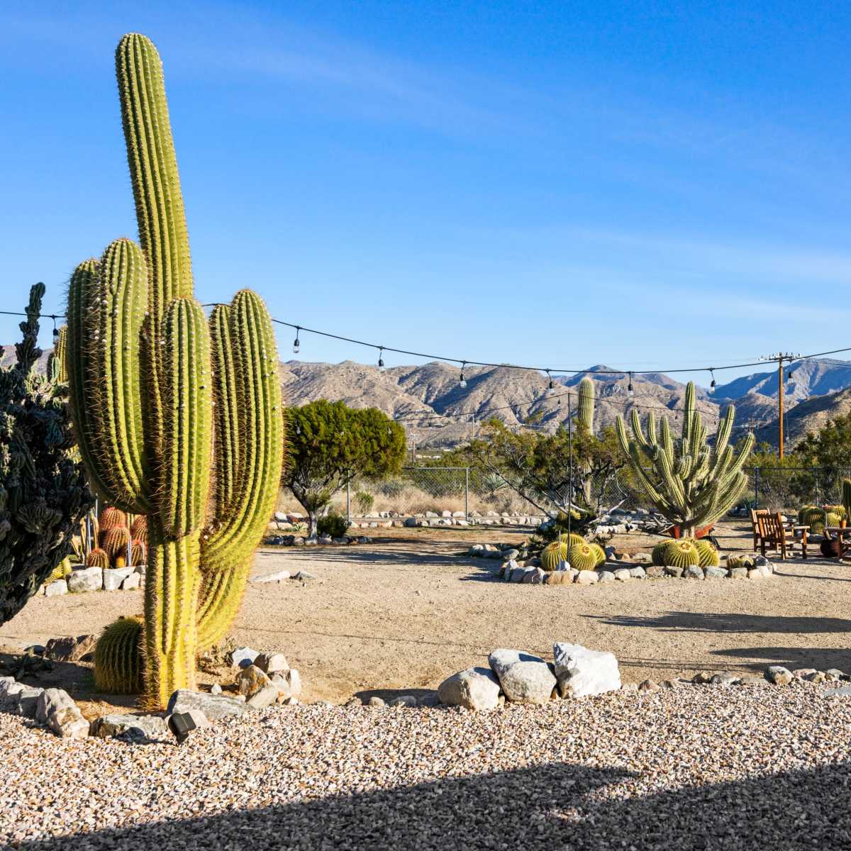 A Desert Home on a Private lot full of Mature Cactus, MORONGO VALLEY ...