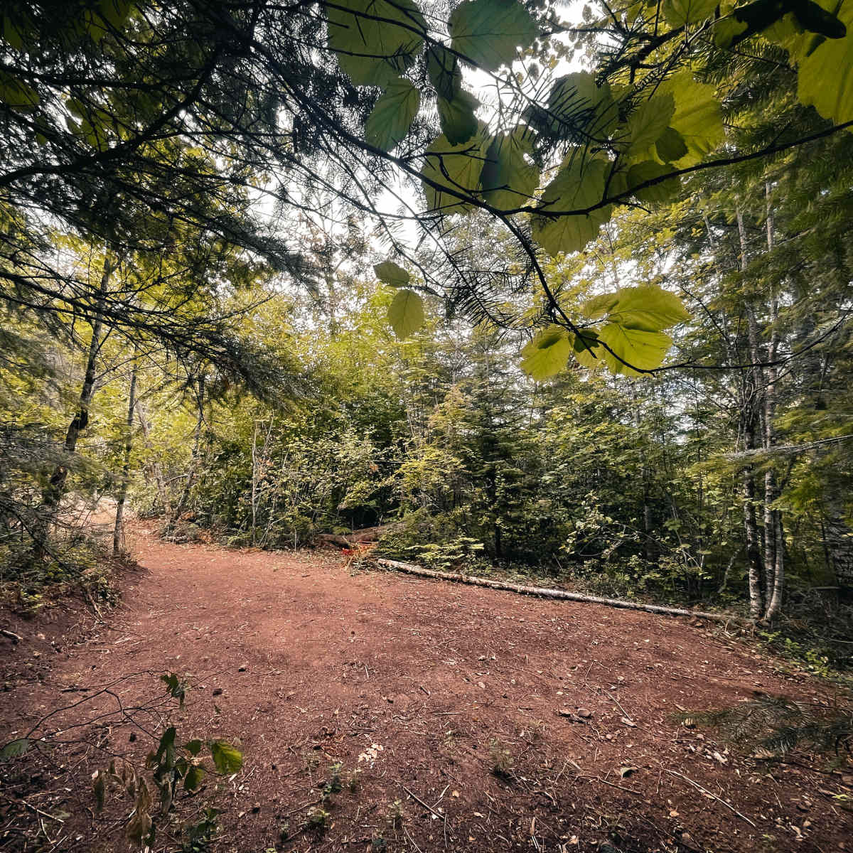 A Secluded 40-Acre Forest Retreat Near Stevenson, WA – Lush Trails ...