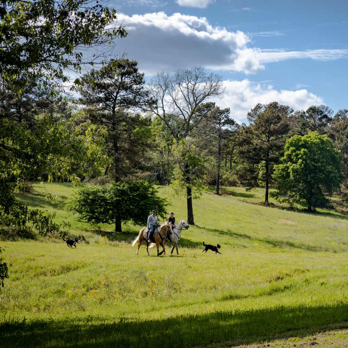 1,200 Acre Ranch with Rolling Hills, STR's, and Experiences, Palestine ...