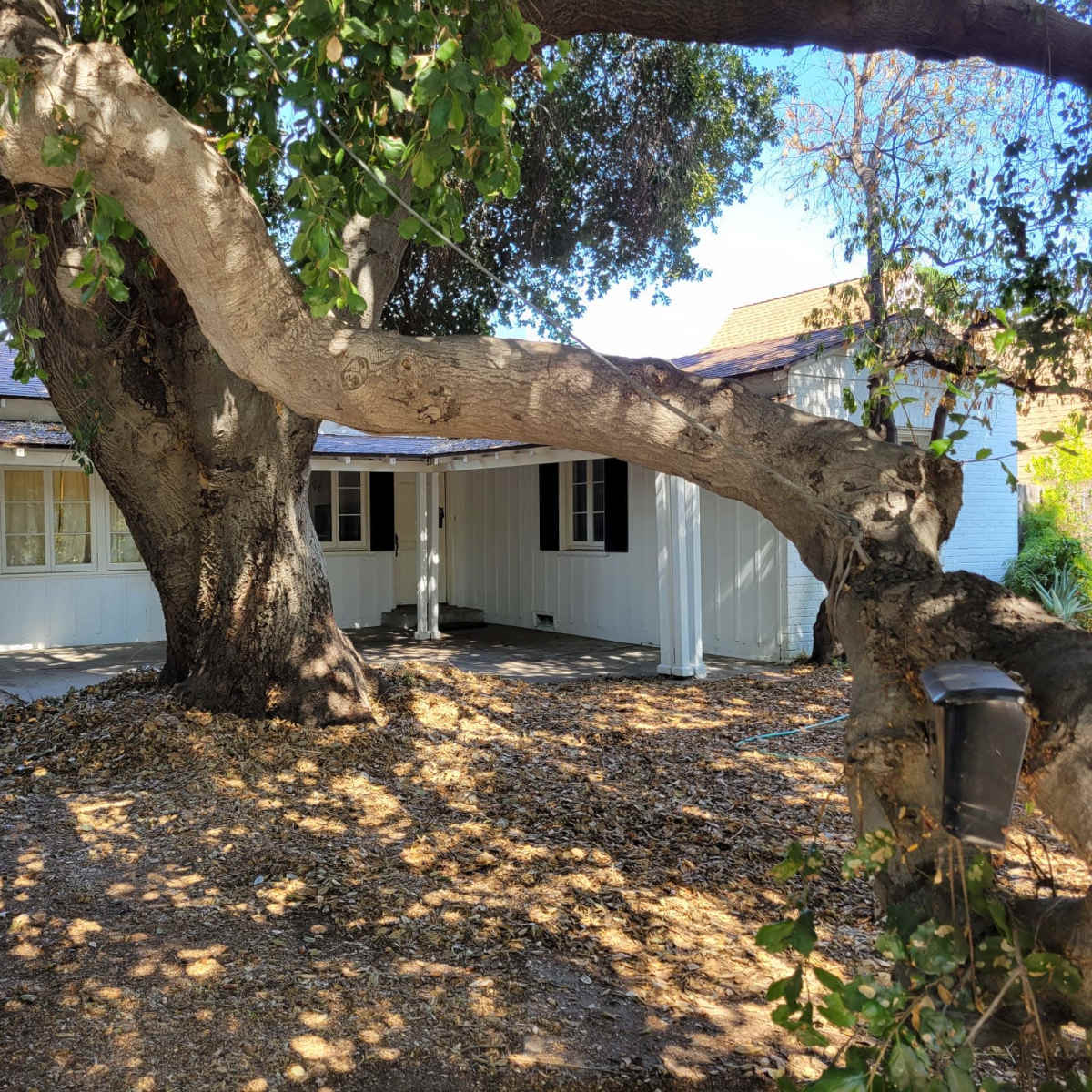 Classic '50's Ranch House Under a Monolithic Oak Tree, North Hollywood ...