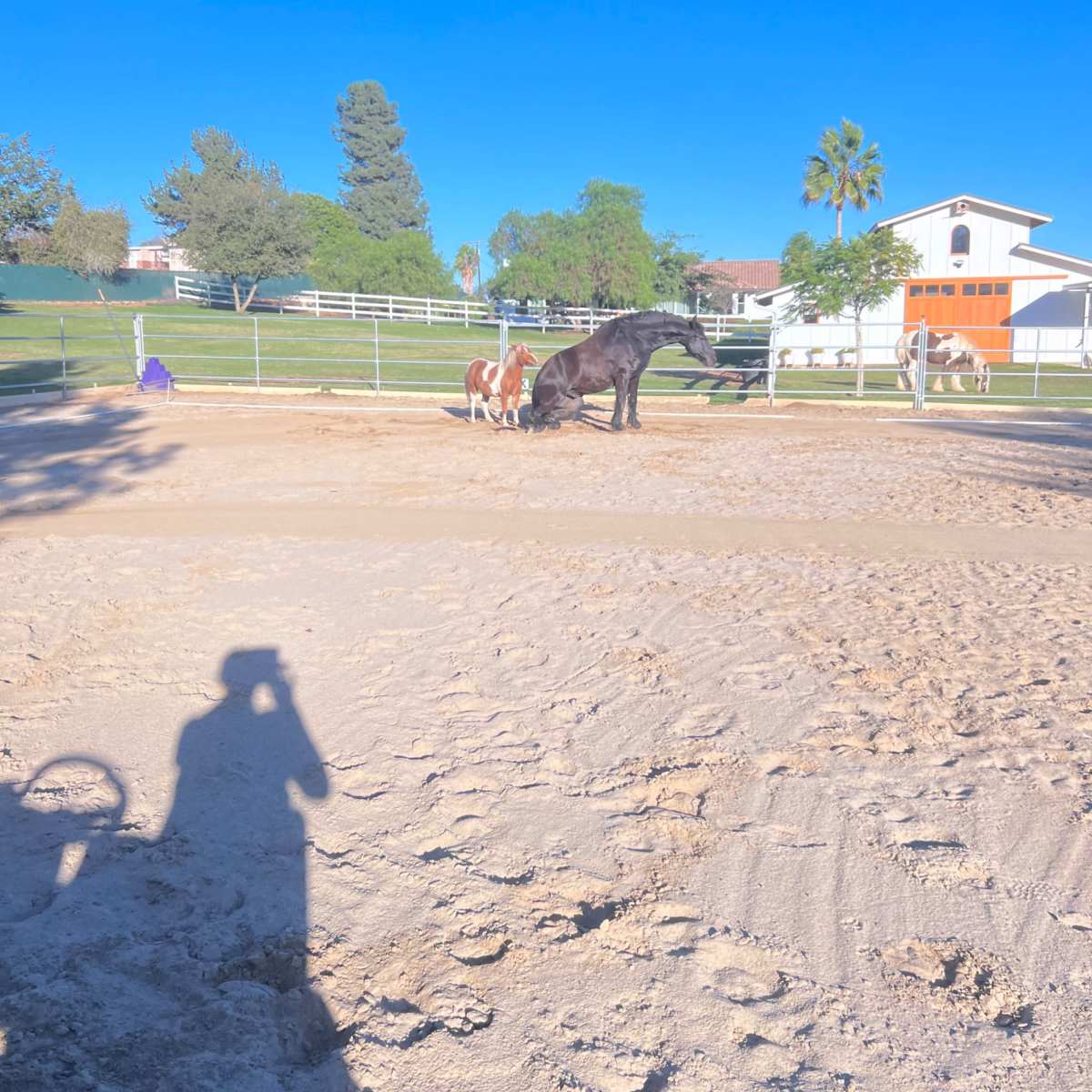 Mini Ranch on 3 acres with modern white barn and 3 horses, Fallbrook ...