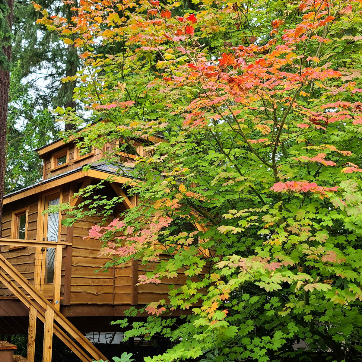 Bohemian Treehouse in Seattle, Seattle, WA | Production | Peerspace