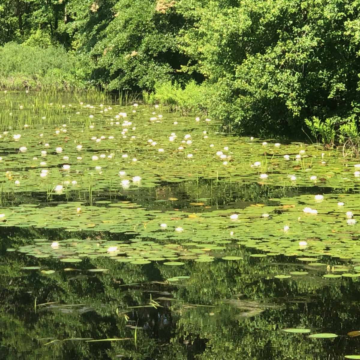 Hamptons natural reserve with 4 Art studios, 1 Art gallery and 3 lakes ...