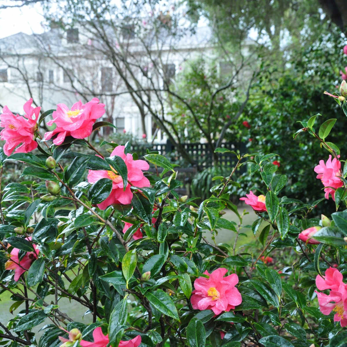 Elizabeth F. Gamble Garden | Gardens and Historic House and Carriage ...