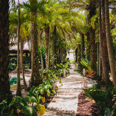 Palm Tree Grove with Natural Stone Walkway and Orchids, Miami, FL ...