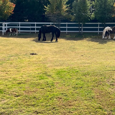 Mini Ranch on 3 acres with modern white barn and 3 horses, Fallbrook ...