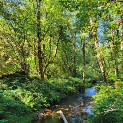 Riverside Acreage Nestled among Wooded Mountains, Blachly, OR | Event ...