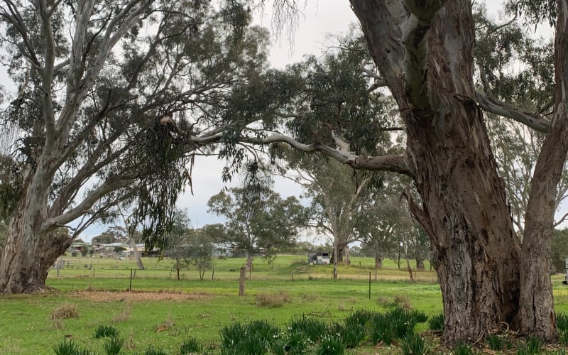 Classic Australian outback farmhouse, homestead (150yrold), Balmoral ...