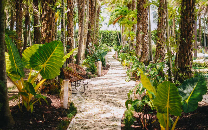 Palm Tree Grove with Natural Stone Walkway and Orchids, Miami, FL ...