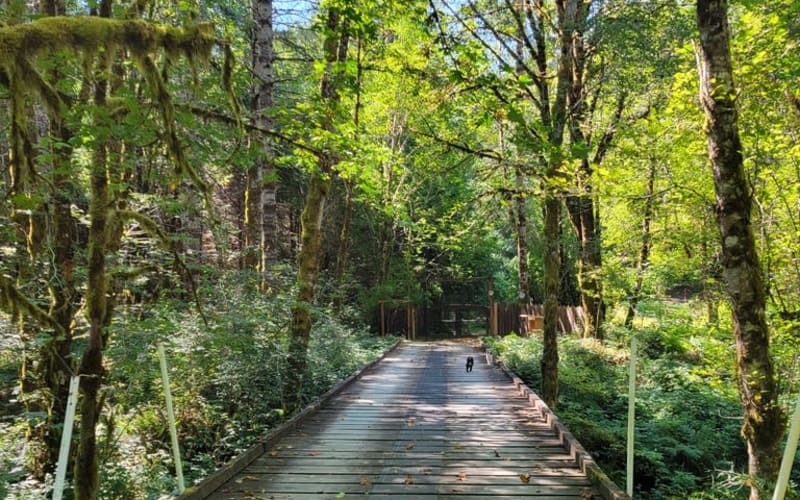 Riverside Acreage Nestled among Wooded Mountains, Blachly, OR | Event ...