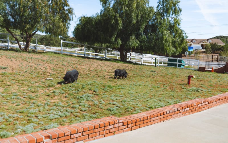 Five acre ranch on the outskirts of town, Agua Dulce, CA | Production ...