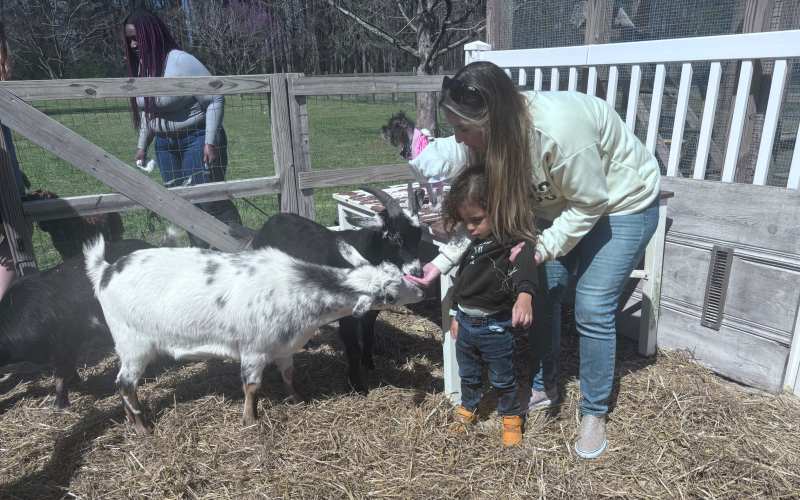 Golden Acres Farm 11 acres | Private Pool and Petting Zoo, Chesapeake ...