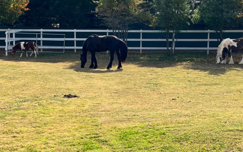 Mini Ranch on 3 acres with modern white barn and 3 horses, Fallbrook ...