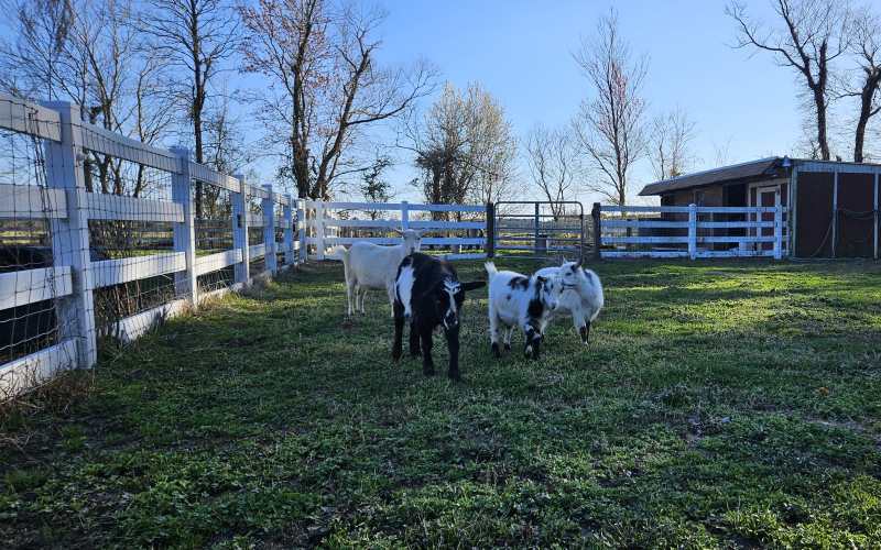 Grand Outdoor Rural Space with Farm Animals - Goats, Chickens ...