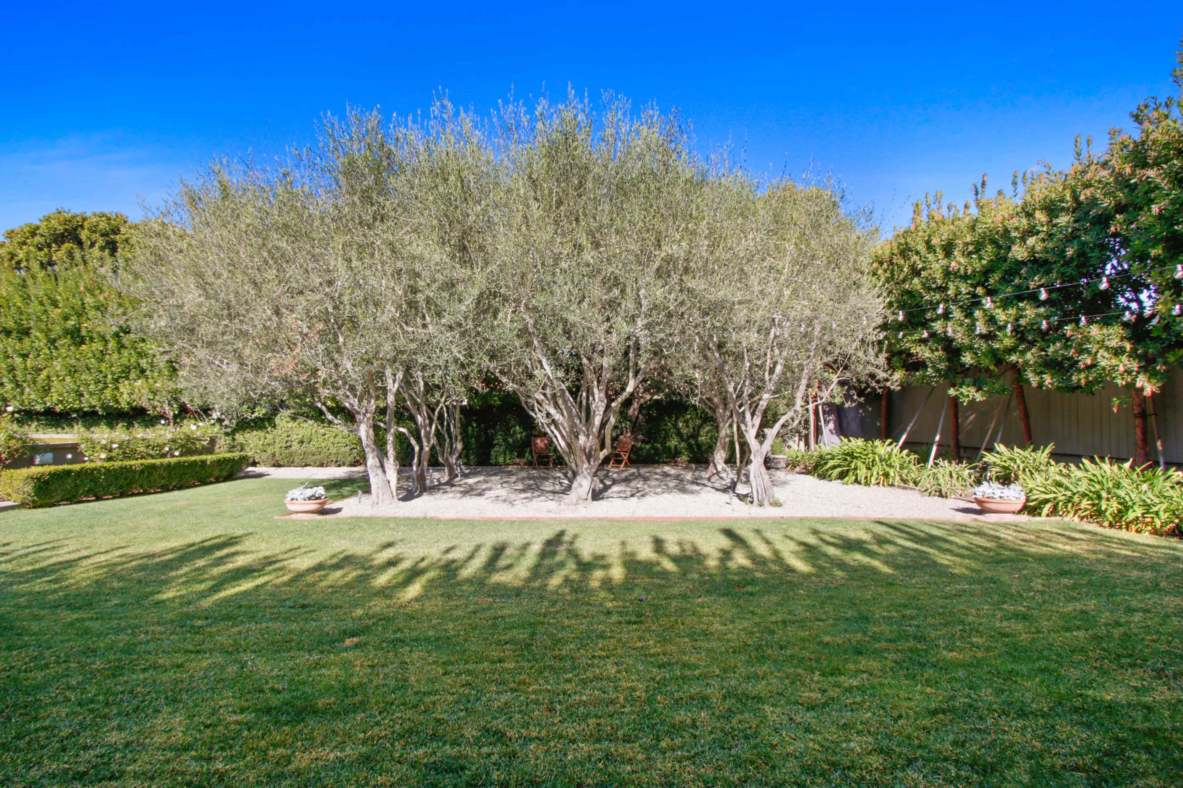 Light-filled Coastal Mid Century with huge private yard, olive grove ...