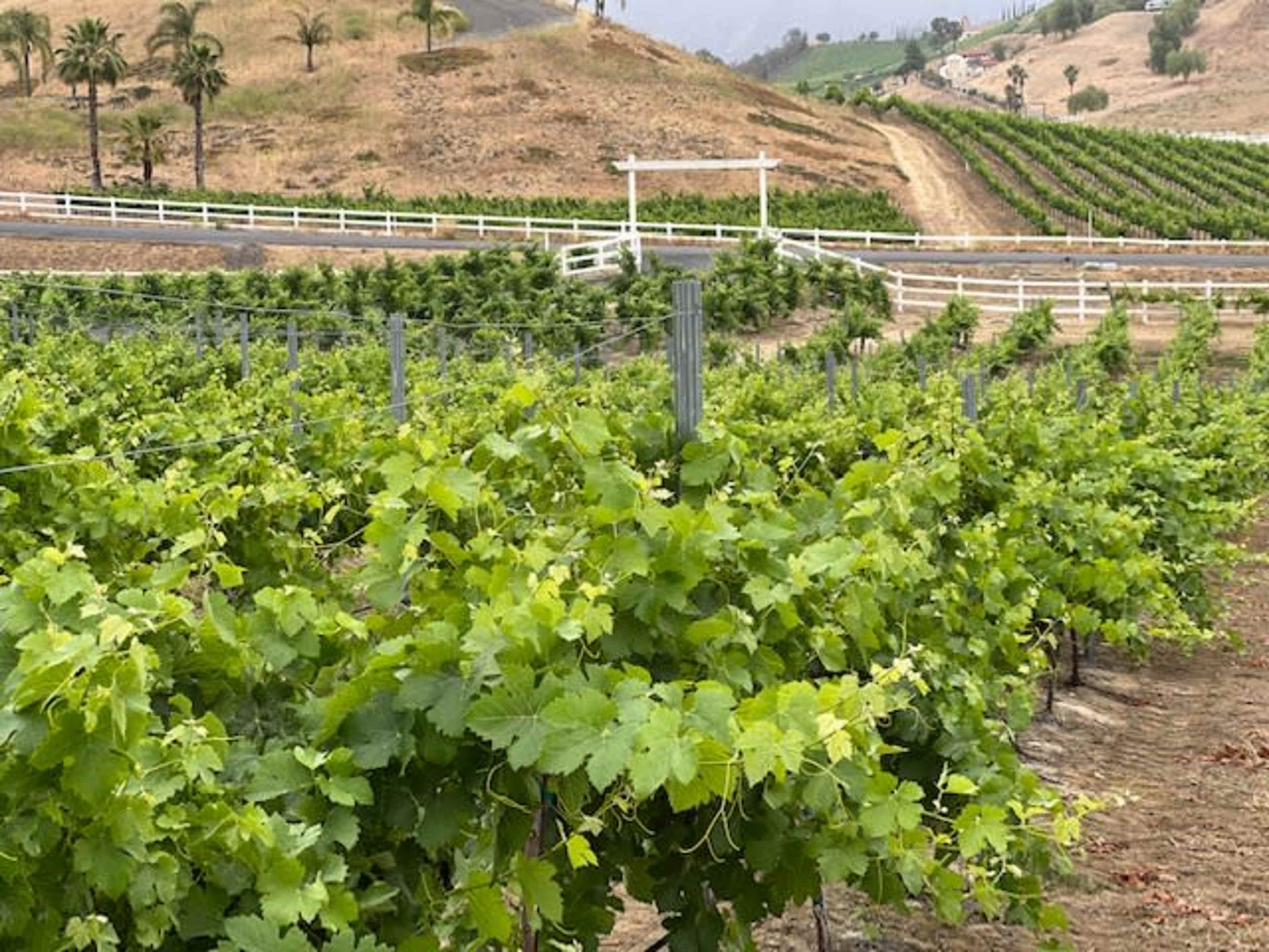 Country Vineyard surrounded by blue skies and rolling mountains ...