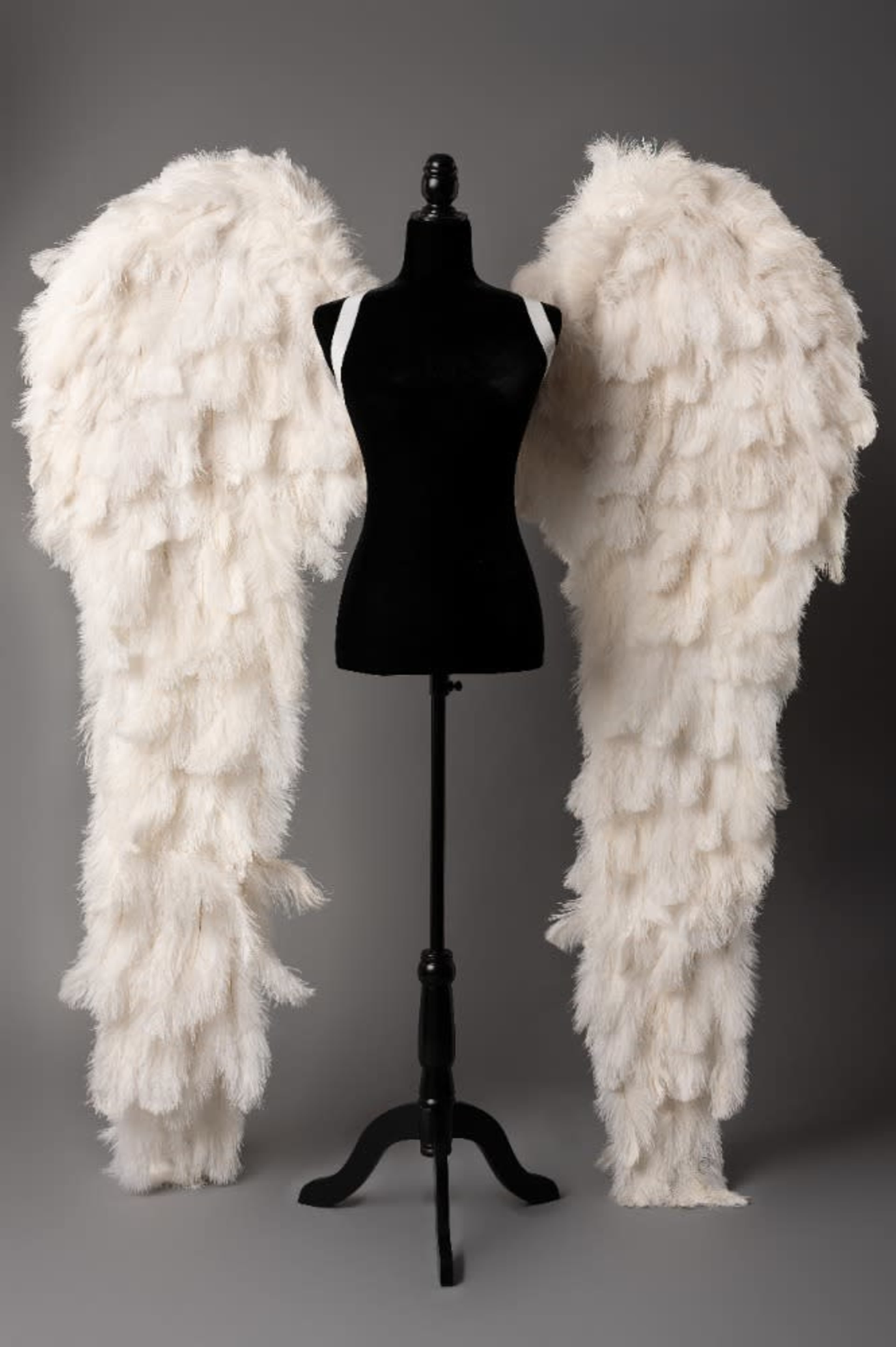 Pristine All-White Studio Near Norfolk Zoo - Ideal for Photo & Video ...