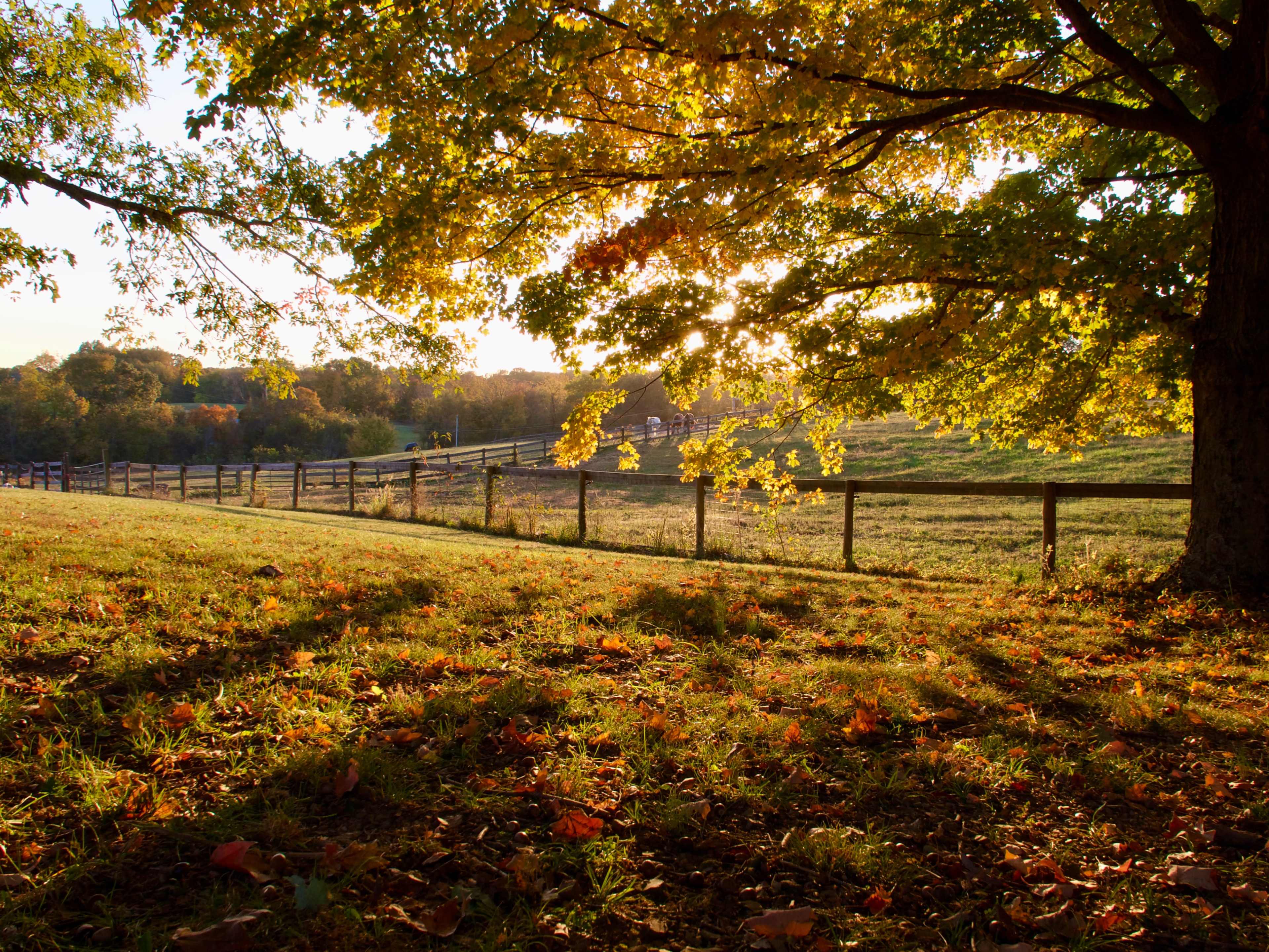 10 Acre Horse Farm with Pastures, Barn, and Cottage, Springfield, TN ...
