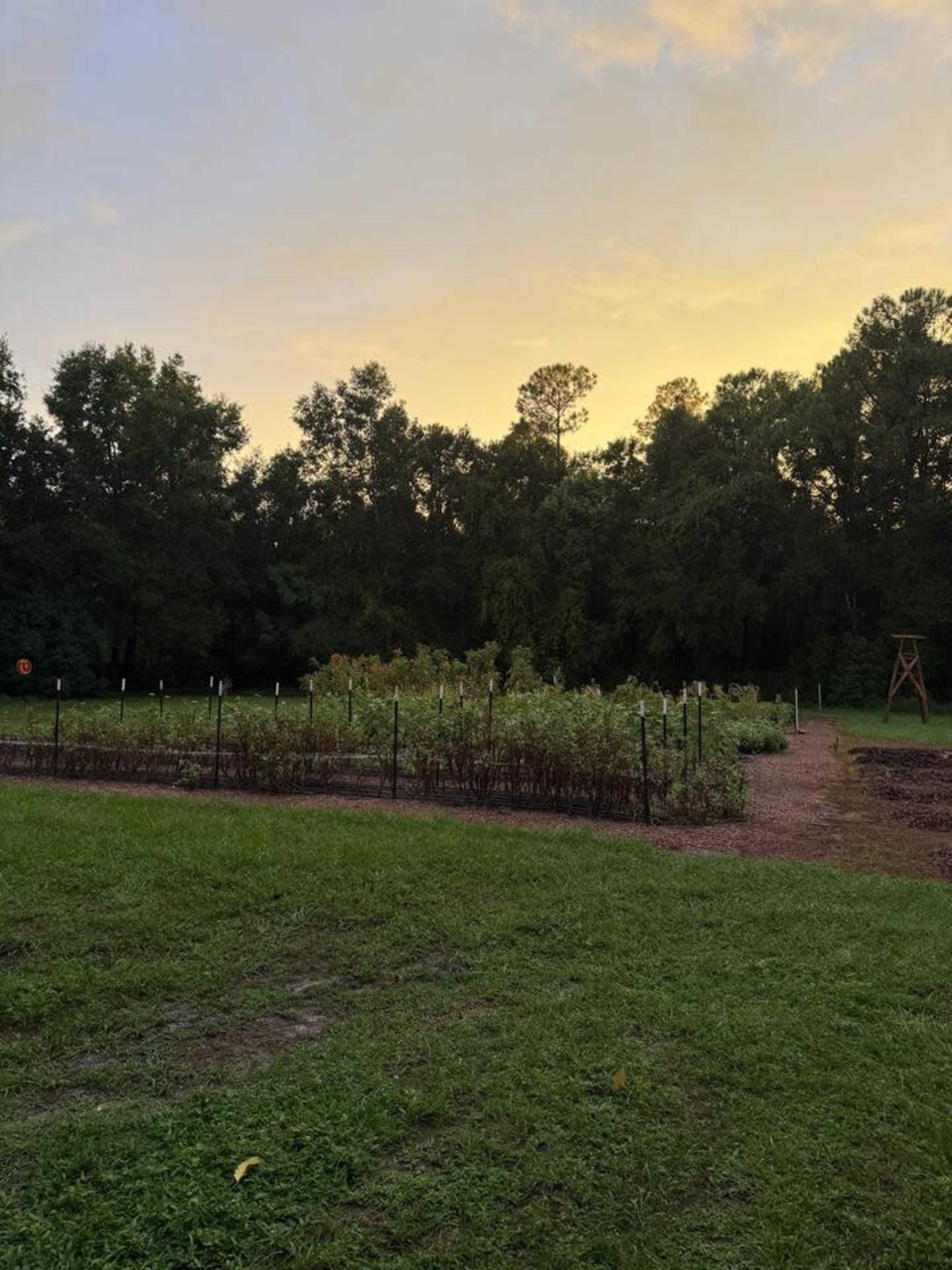 Little Gnome Flower farm | Quiet and Charming Flower Field, Winter ...