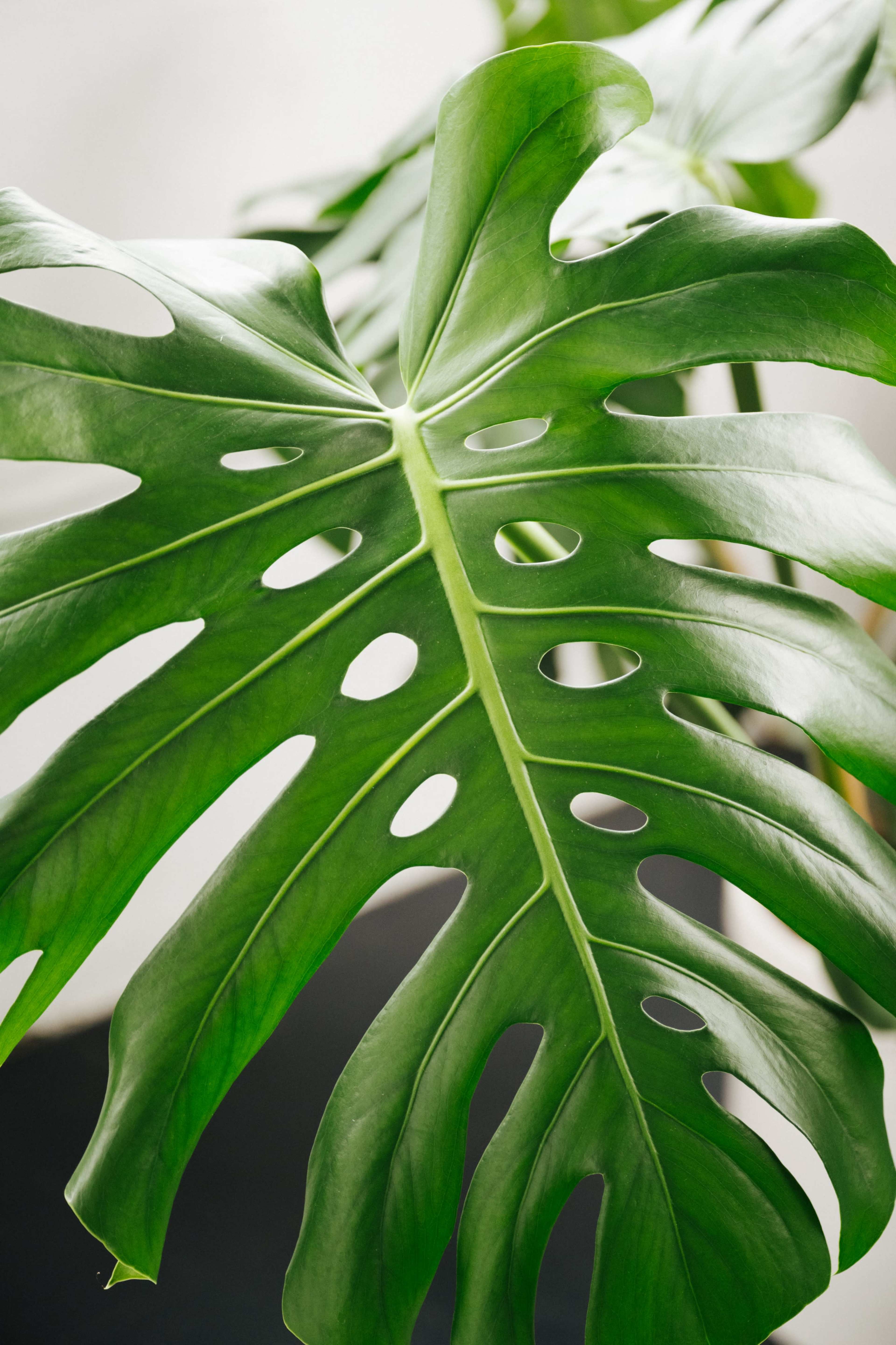 Modern Plant-filled Brightly Lit Photo Studio, Milwaukee, WI ...