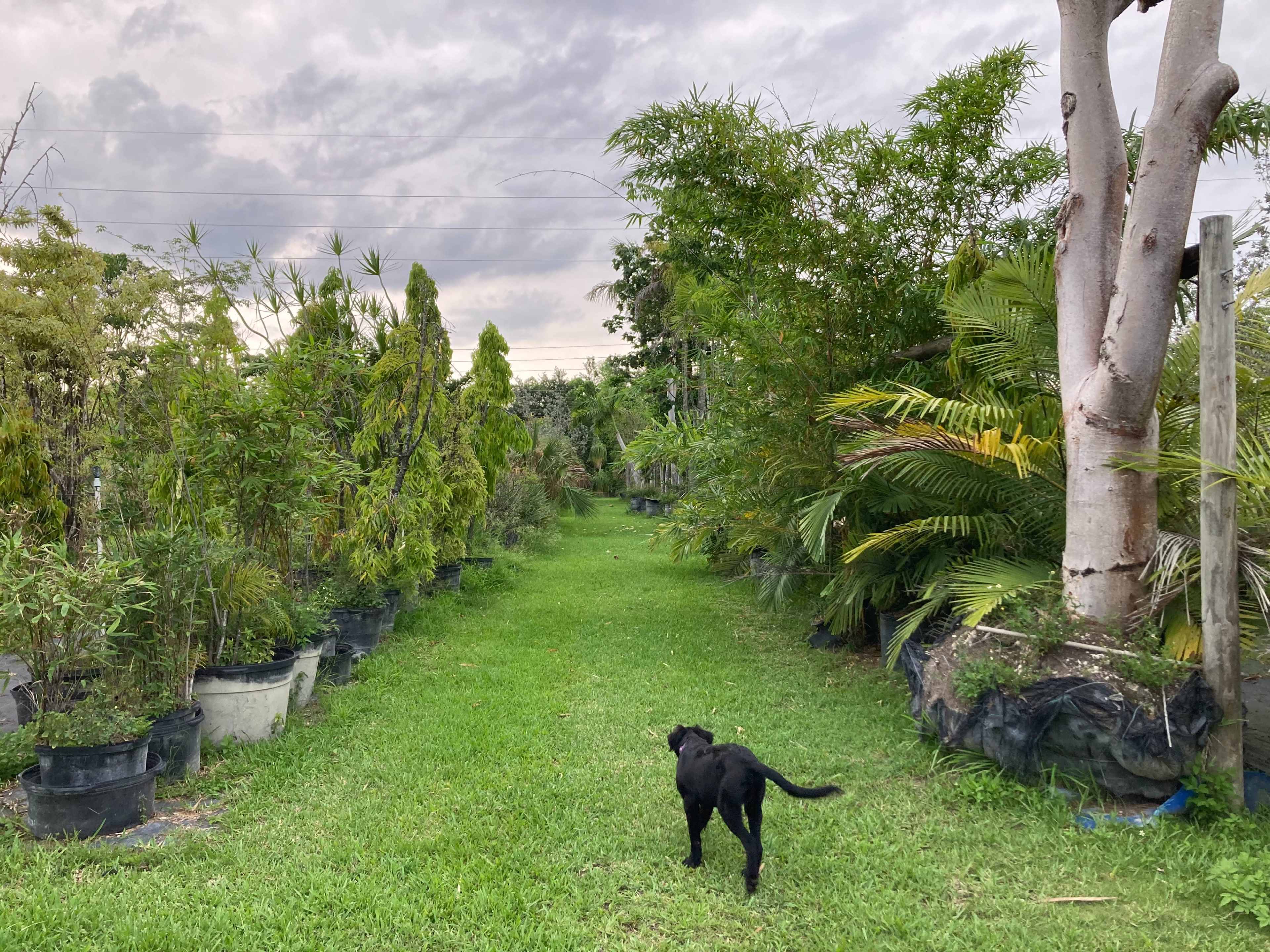 6 Acre Composting Farm, Tree Nursery, and 40ft Shade House, Homestead ...