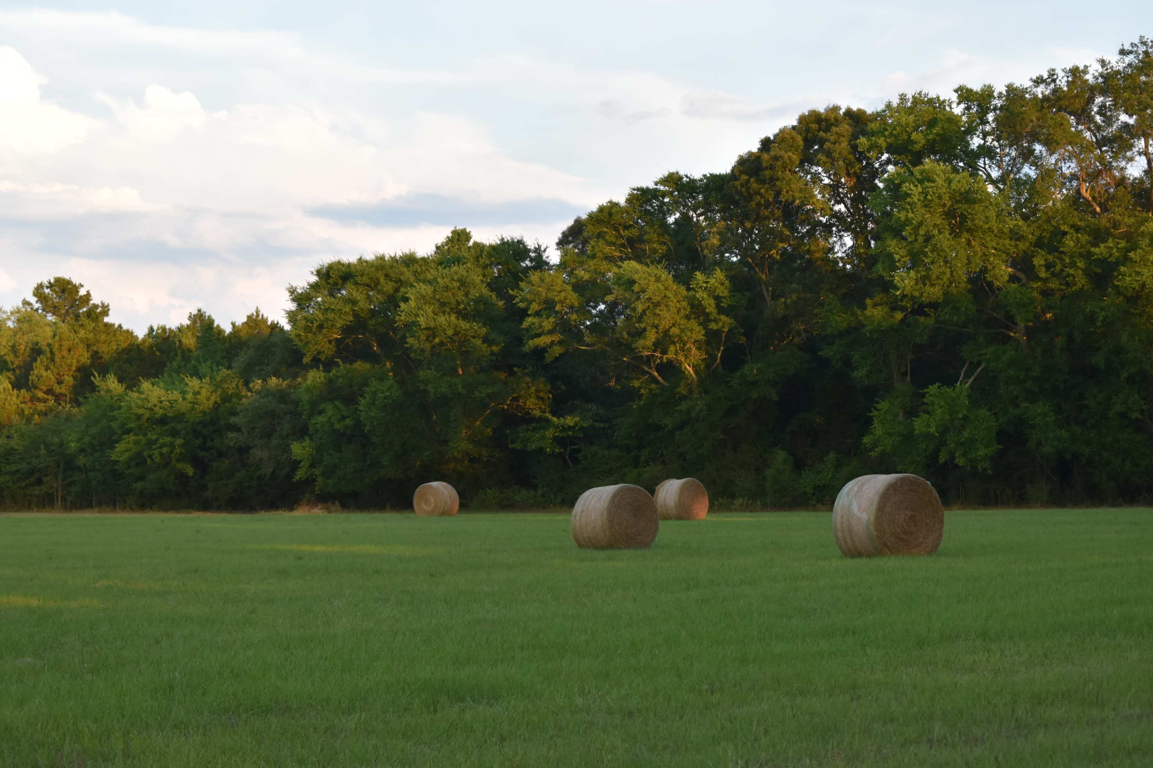 50 Acre Tranquil Retreat in the Heart of East Texas, Leesburg, TX ...