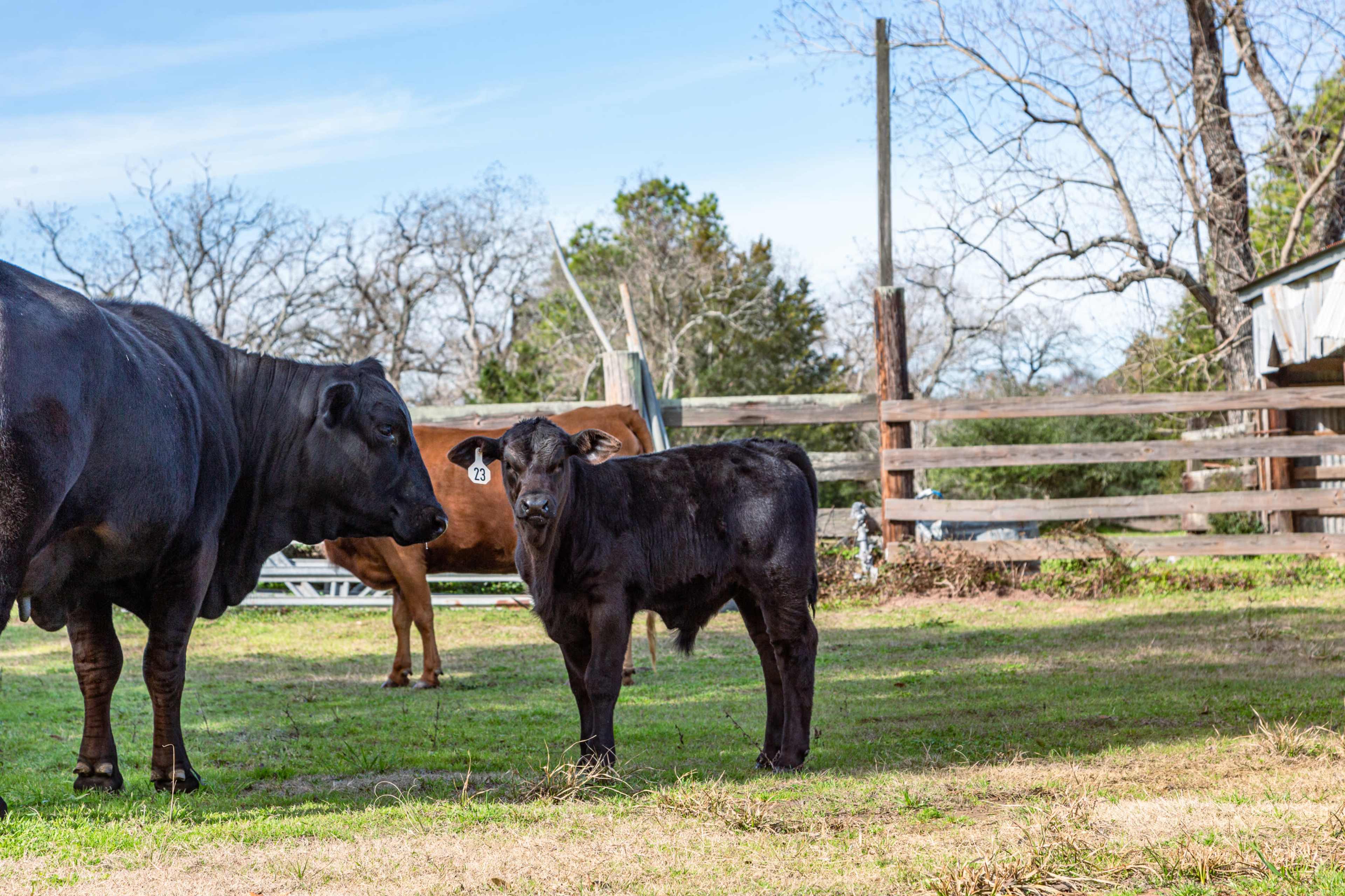 Homestead Farm Rental with Rustic Vibe, Magnolia, TX | Production ...